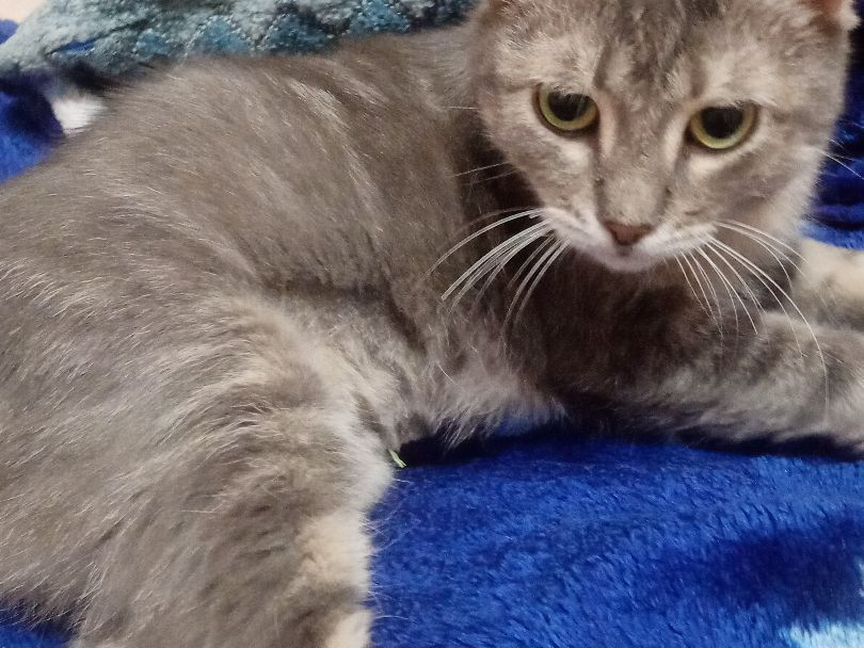 Кошки в добрые руки