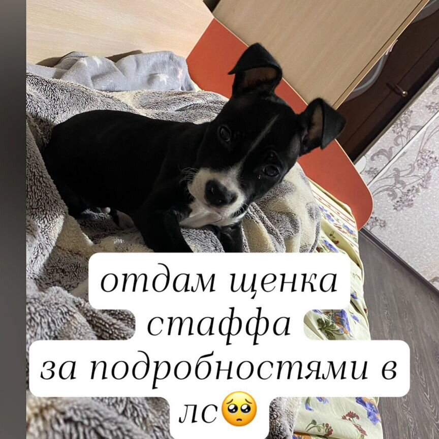 Щенок стаффорда 8 тыс