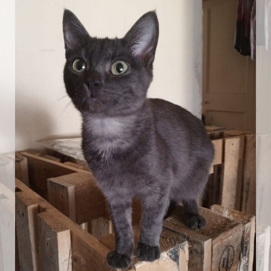 Взрослый кот в добрые руки