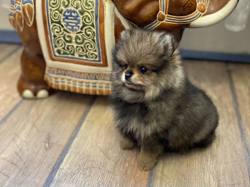 Померанский шпиц маленкий медвежонок, 2.5 месяца