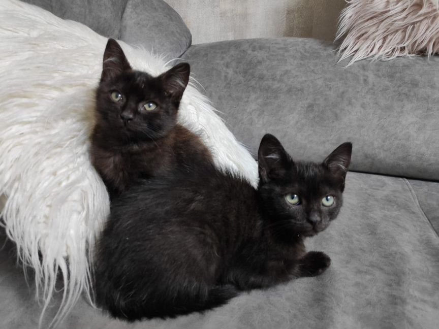 Черные котята