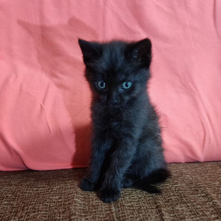 Дарим счастье В добрые руки котенка /2 месяца