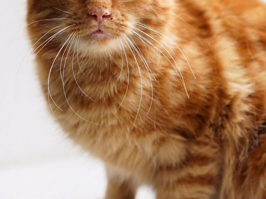 Кошка