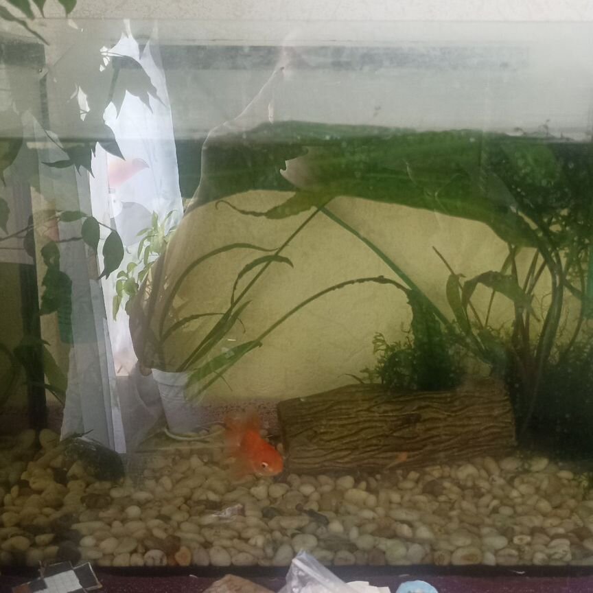 Аквариум 50 литров