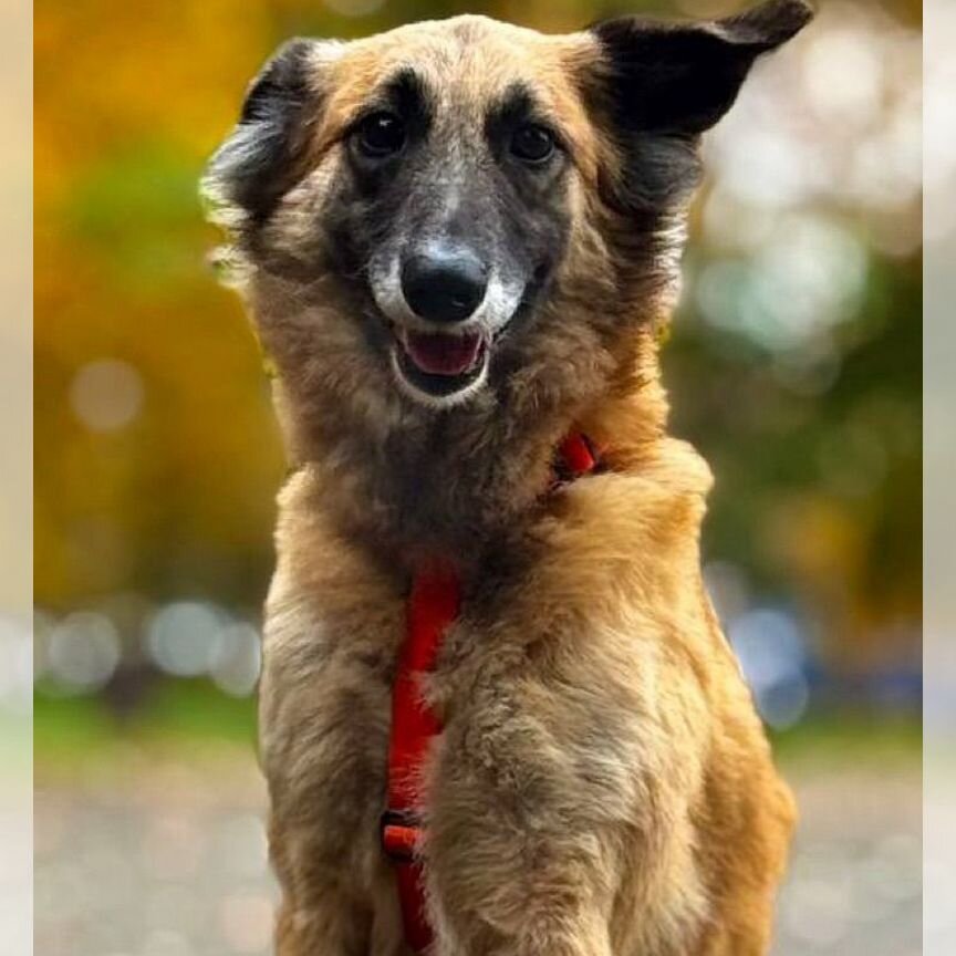 Взрослая собака в добрые руки