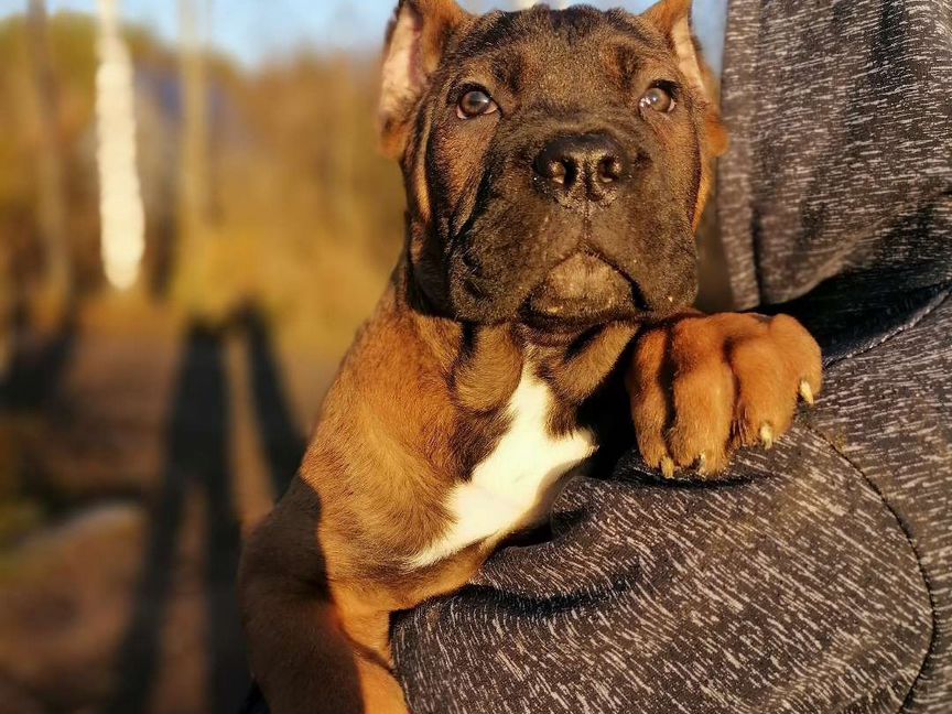 Красивые яркие Детки Кане Корсо