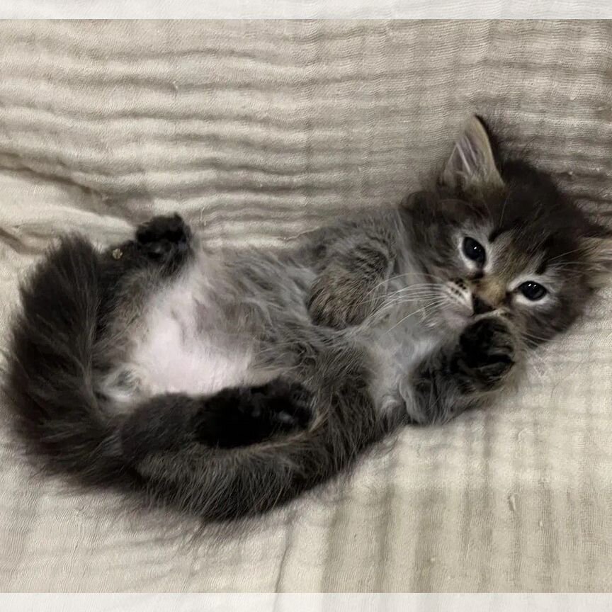 Сибирский котёнок