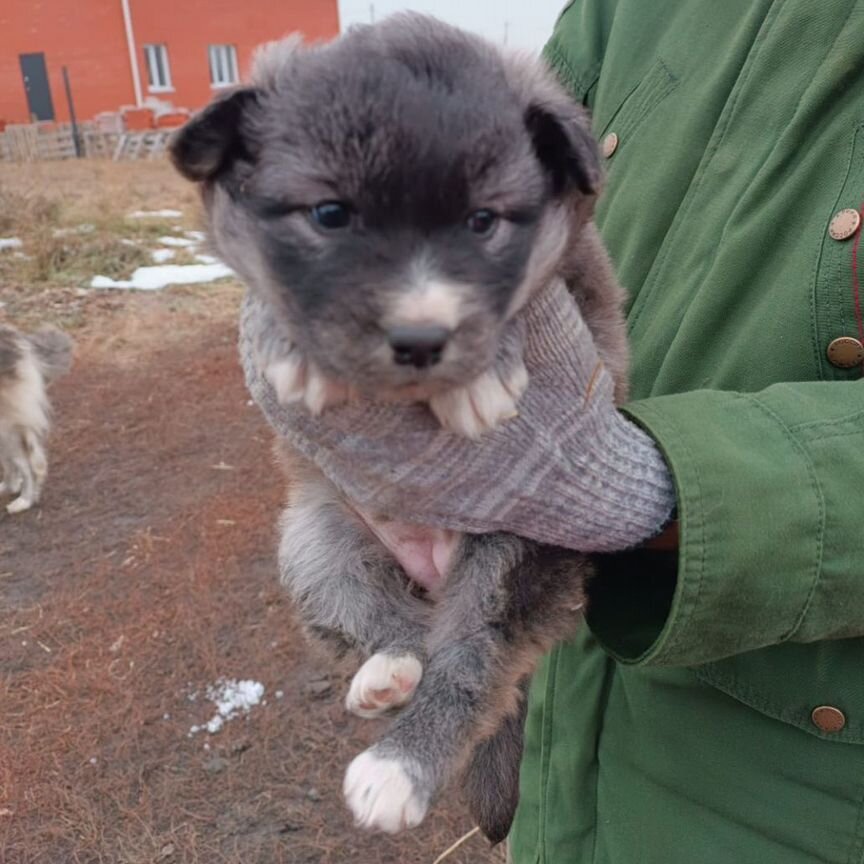 Щенок в добрые руки