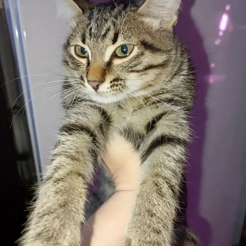 Отдам в добрые ручки