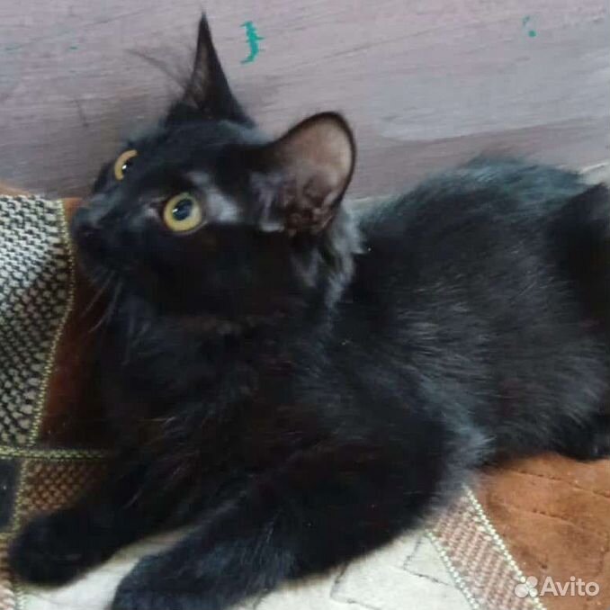 Черная кошечка котенок 4 мес в добрые руки