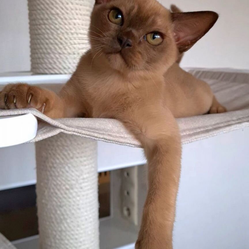 Бурманские котята