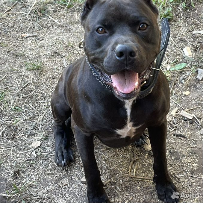 Питбультерьер