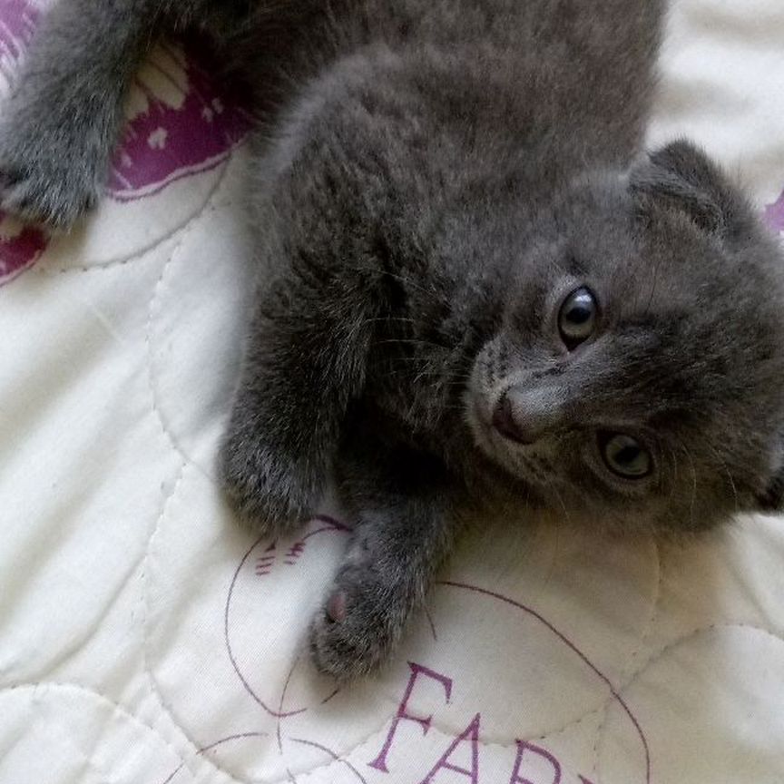 Шотландская