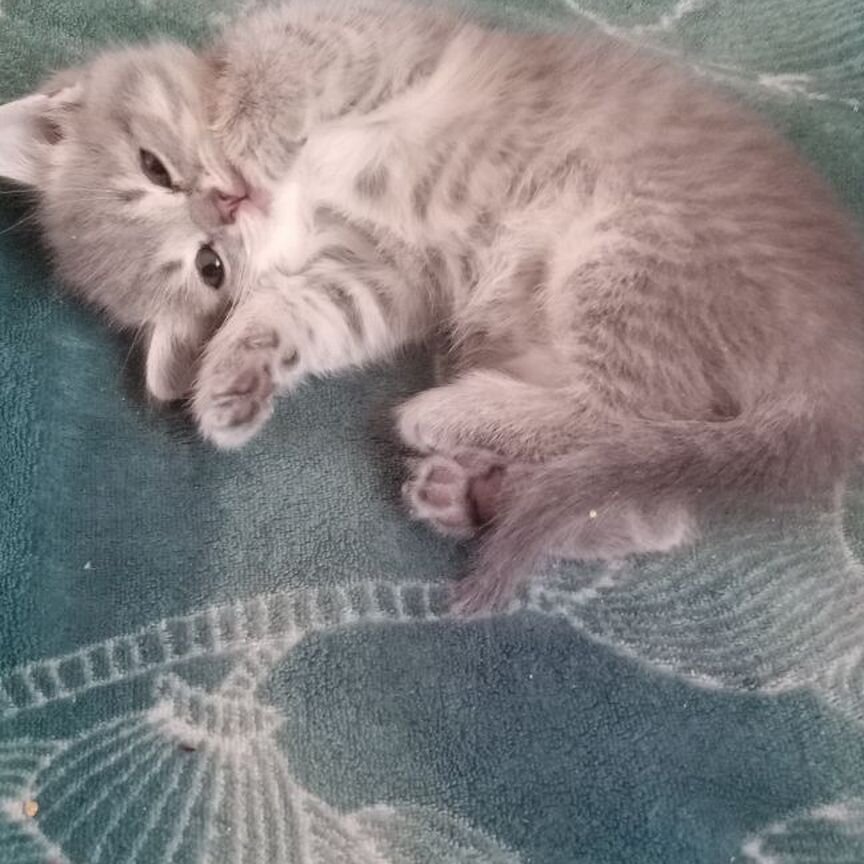 Котята в добрые руки. Родились 5 ноября. Девочки