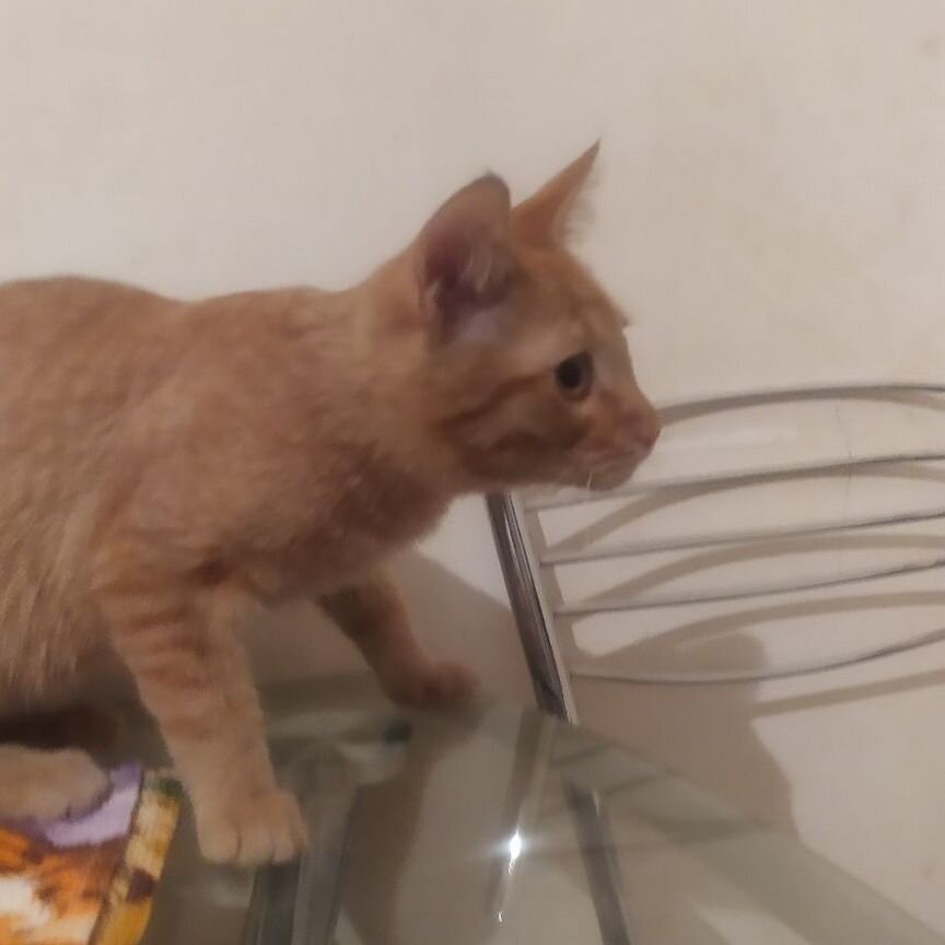Котенок мальчик рыжий бесплатно