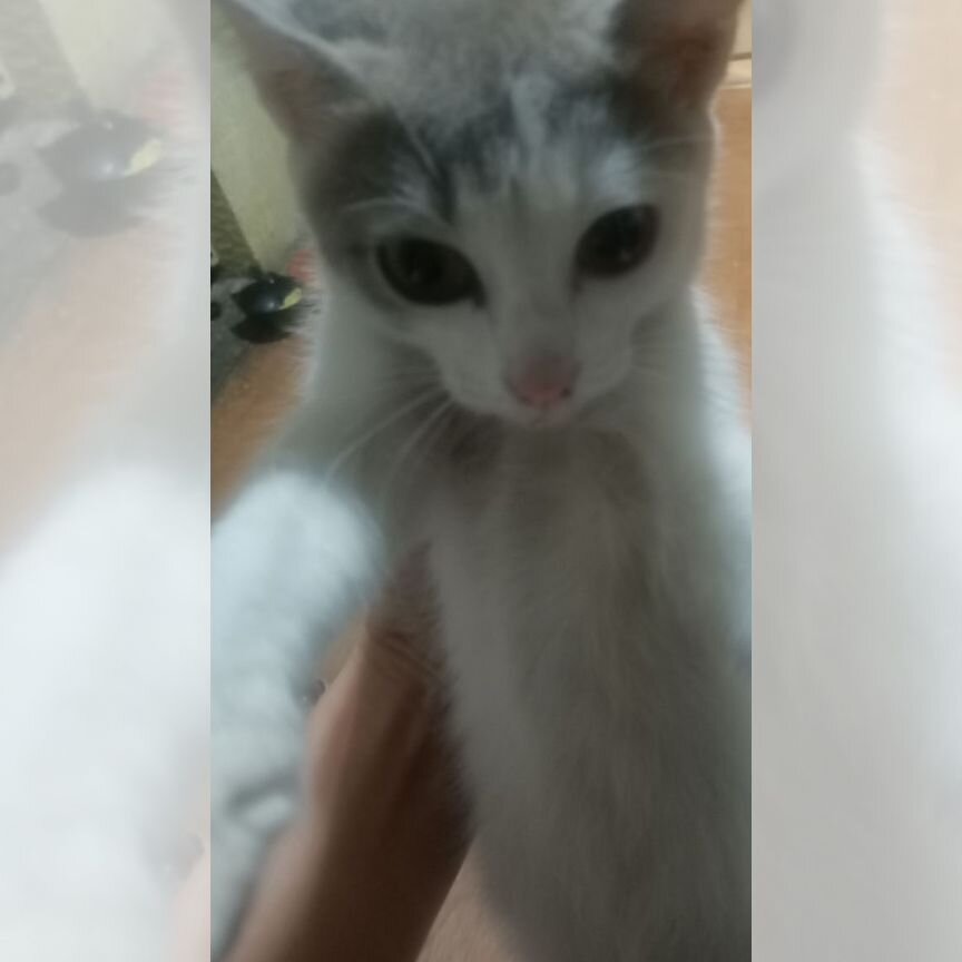 Котик