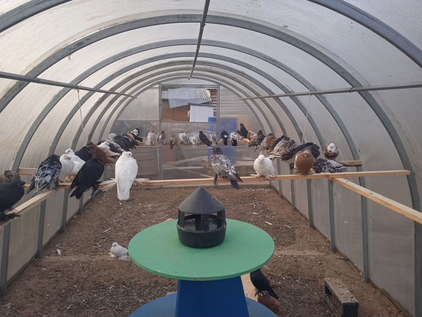 Продажа узбекских голубей