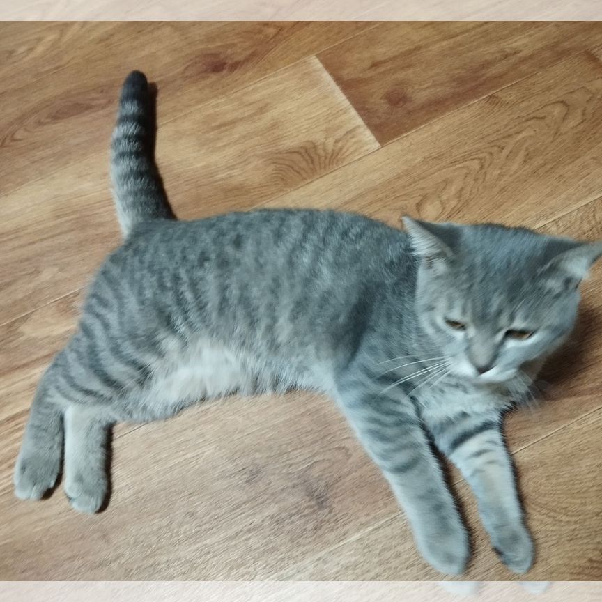 Кот