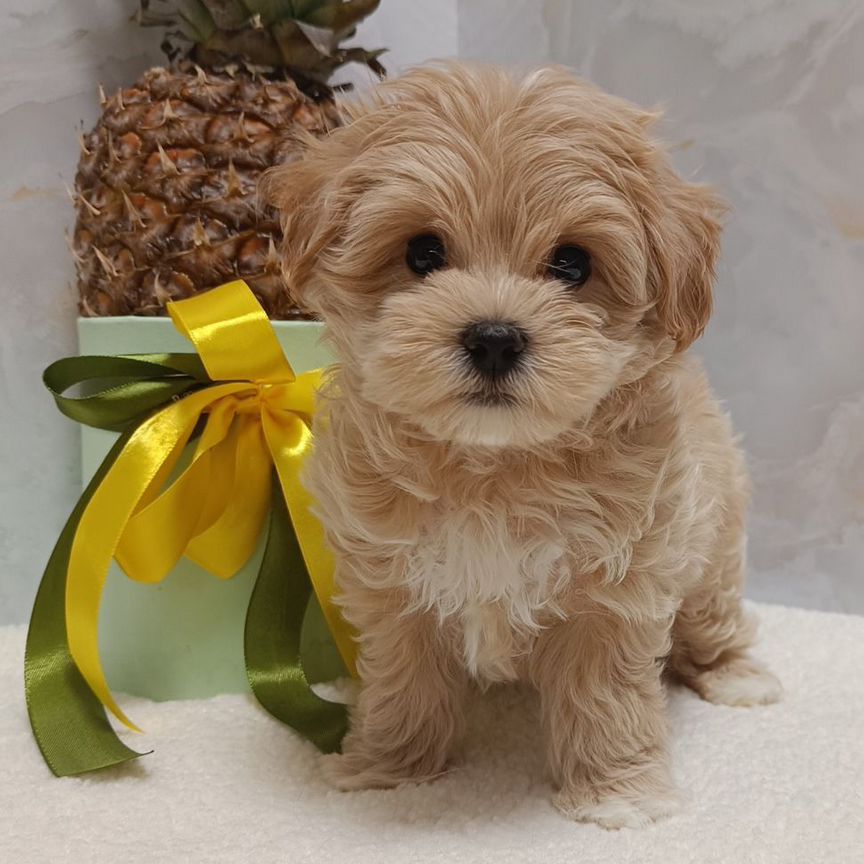 Мальтипу, щенок