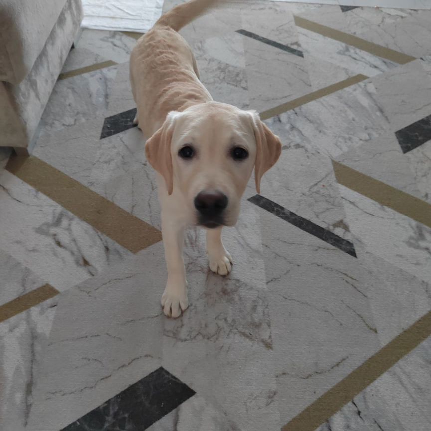 Лабрадоры щенки