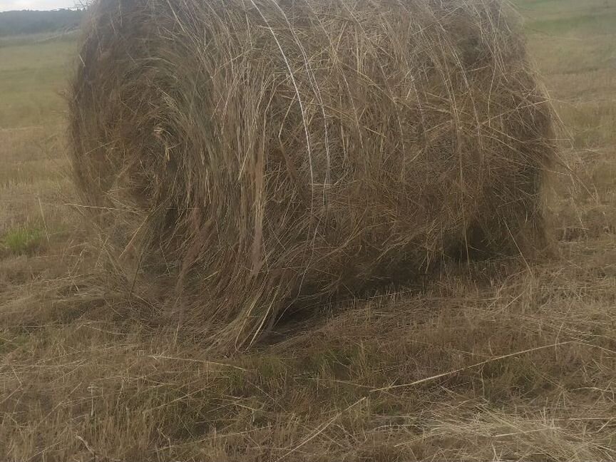 Продам сено в рулонах