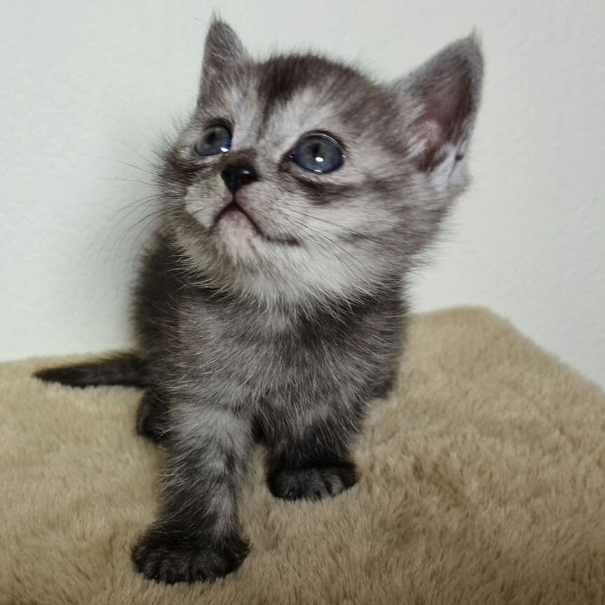 Шотландские котята на 50%