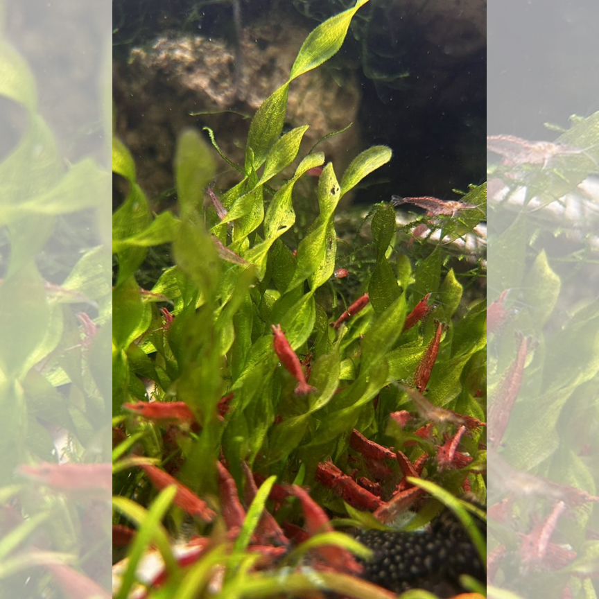 Аквариумные креветки