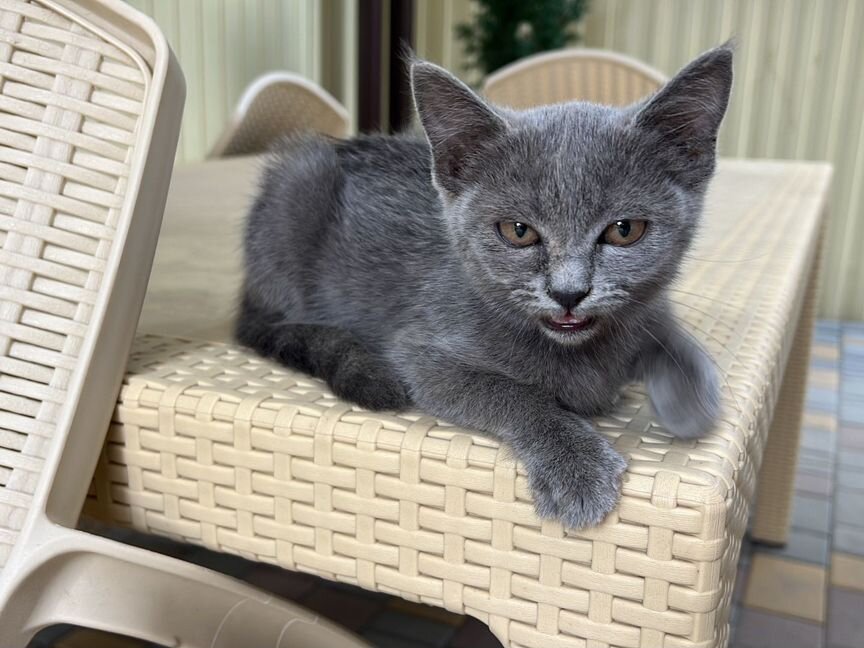 Котенок в добрые руки