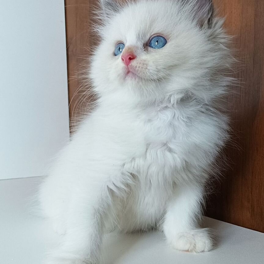 Котята Рэгдолл