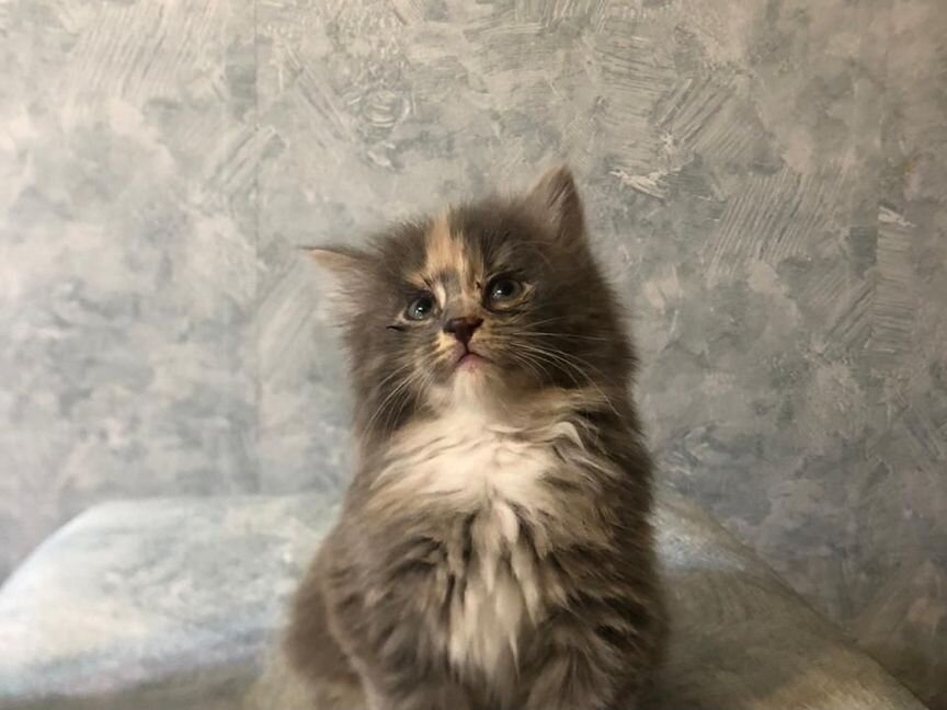 Котёнок девочка Сказка