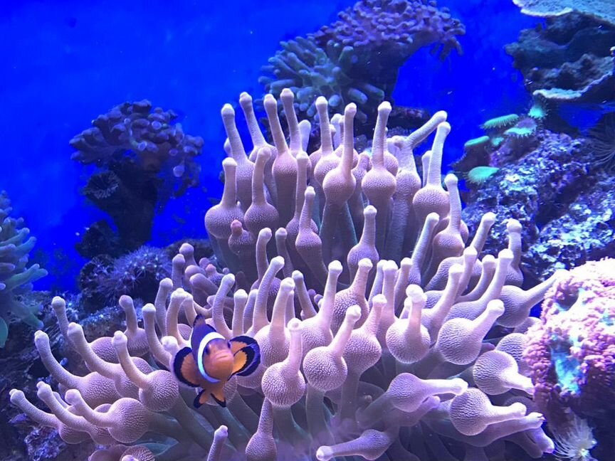 Морские кораллы