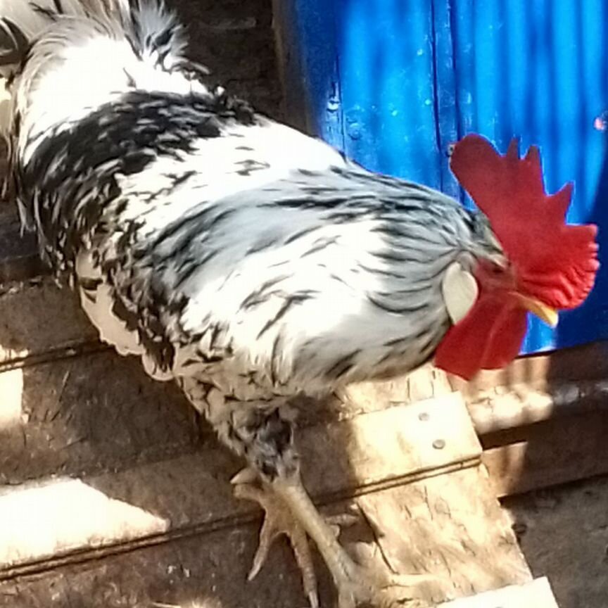 Петух леггорн далматинец