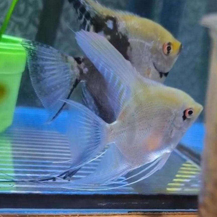 Скалярии Пиной