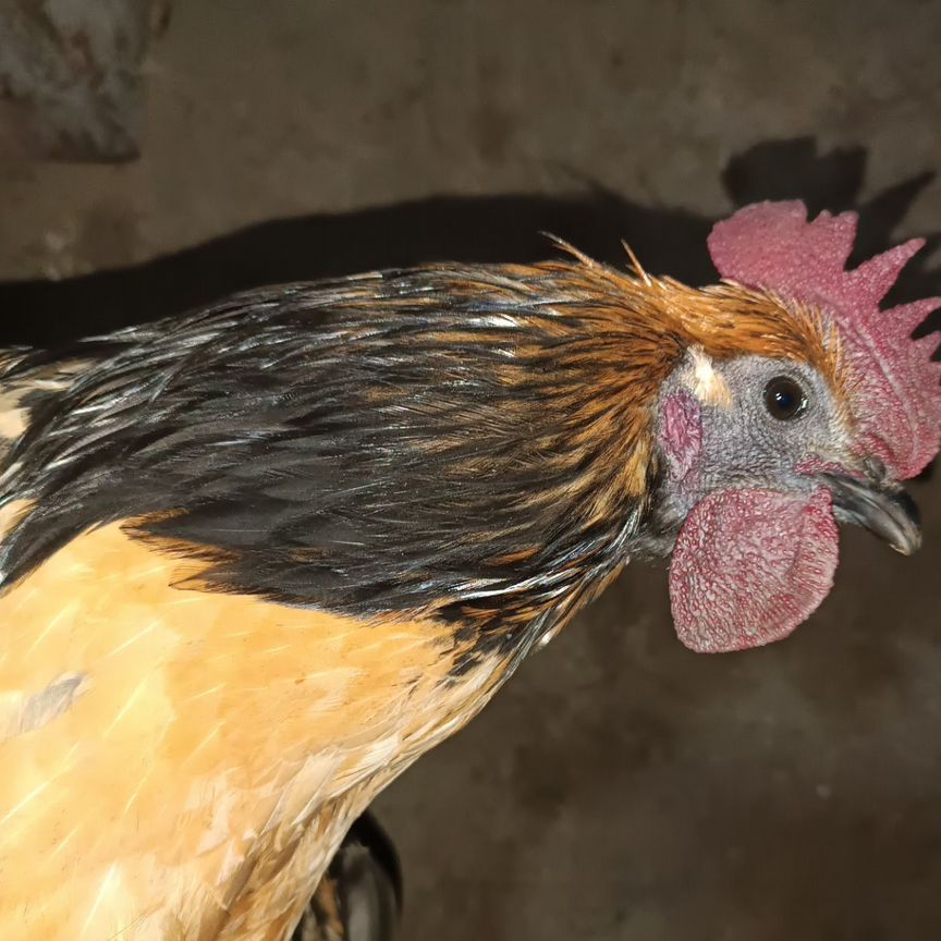 Продам любимого петушка, строго не на суп