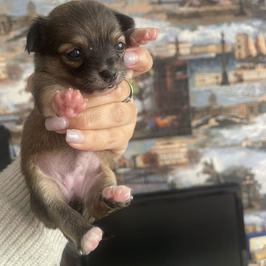 Чихуахуа, щенок