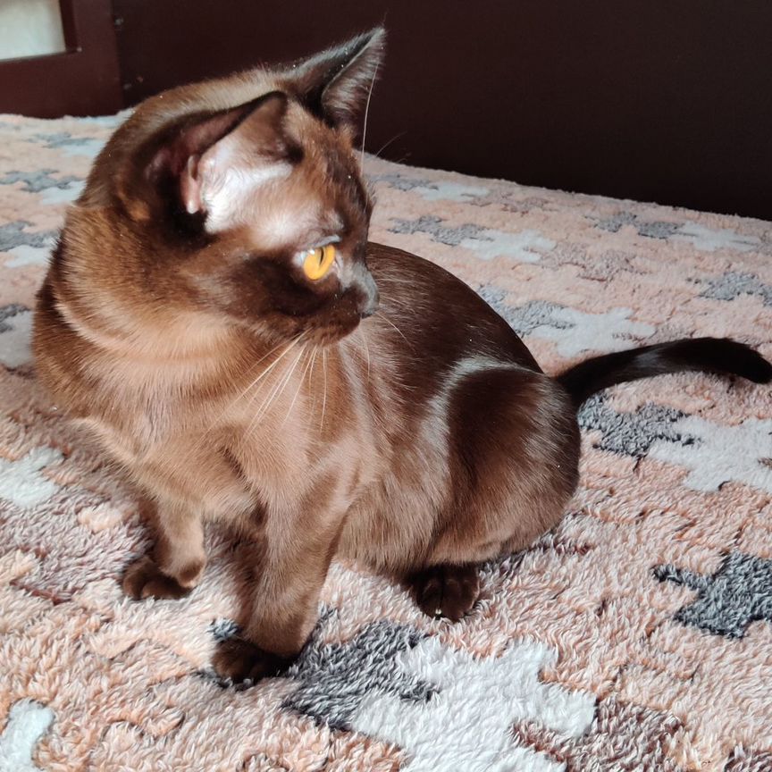 Европейский бурманский котёнок