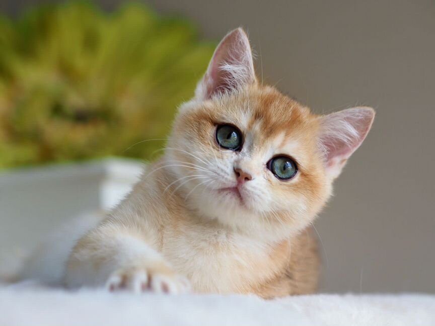 Британский котенок. Чеерная золотистая шиншилла