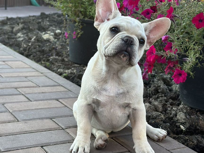 Французский бульдог крем