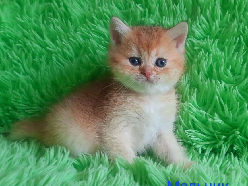 Милашки