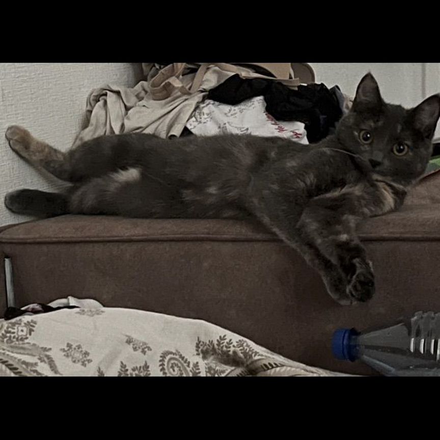 Отдам кошку в добрые руки