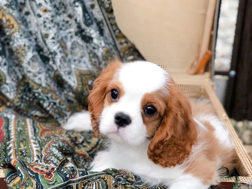 Кавалер кинг чарльз спаниель мальчик