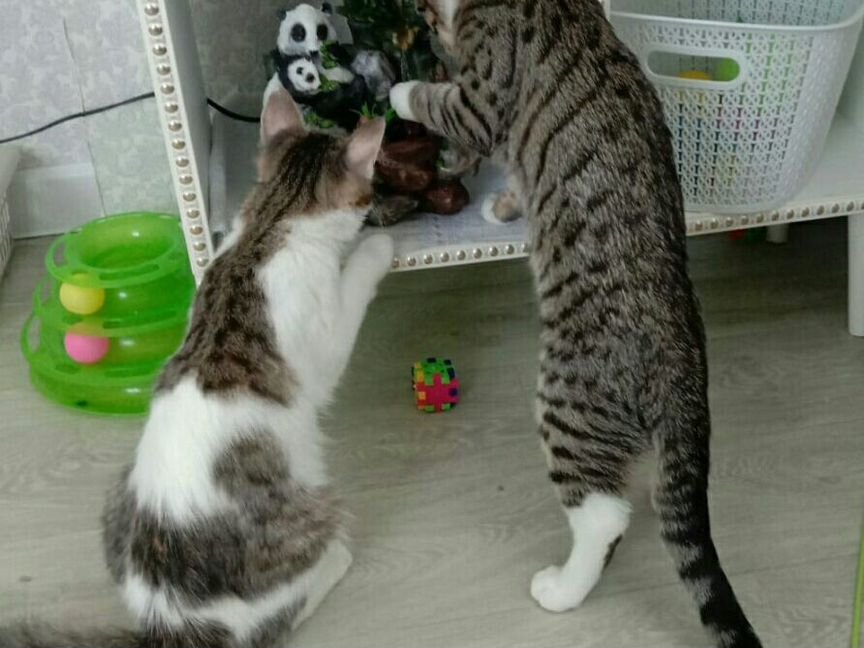 Великолепные котята