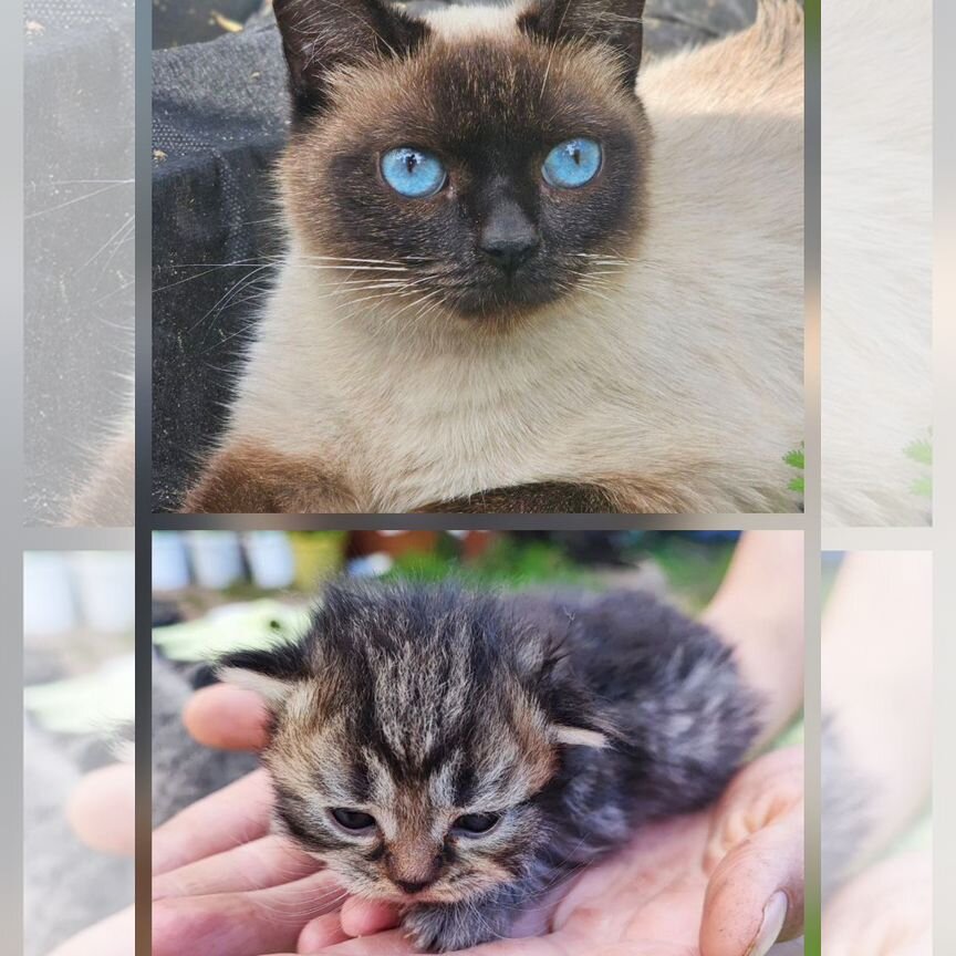 Котята в добрые руки