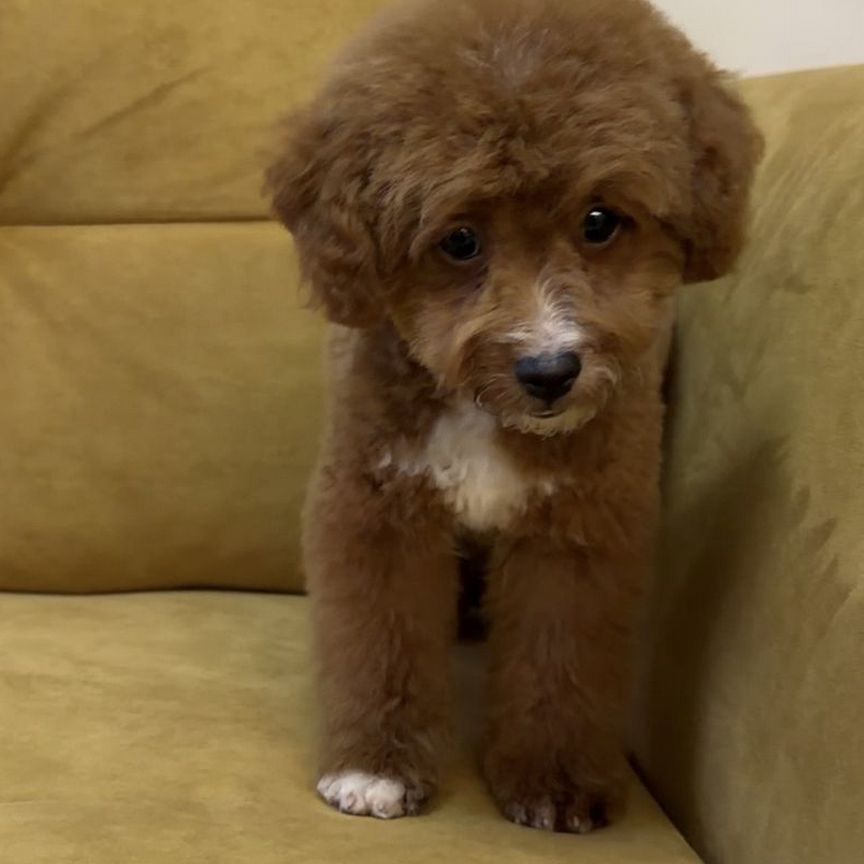 Мальтипу, щенок