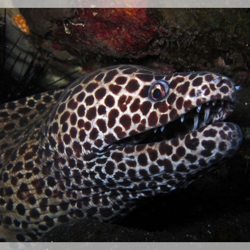 Мурена пятнистая, Jumbo /Gymnothorax favagineus