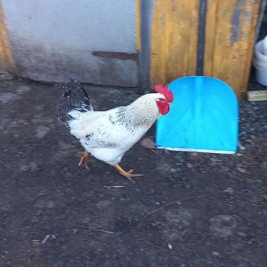 Молодые петухи