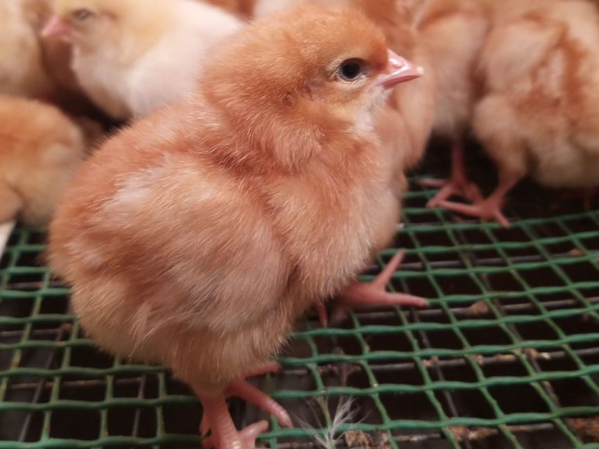 Ред бро, мастер грей цыплята мясо яичные