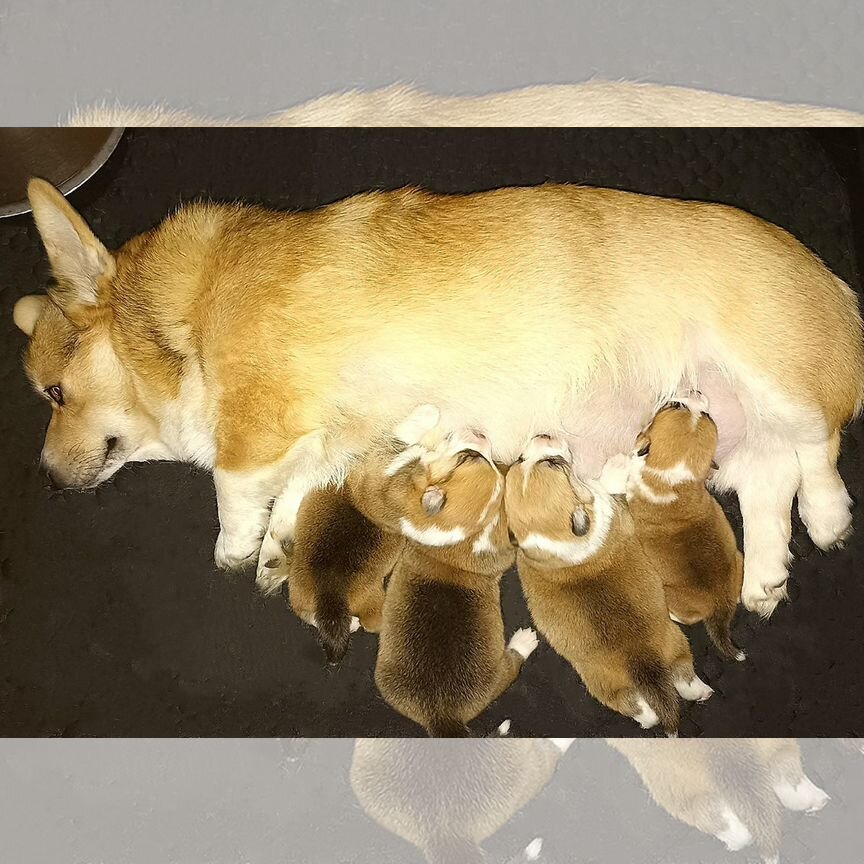 Пемброк вельш корги щенки