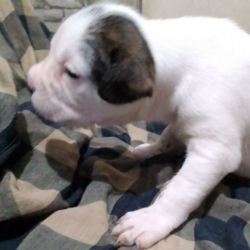 Собака в добрые руки отдам бесплатно