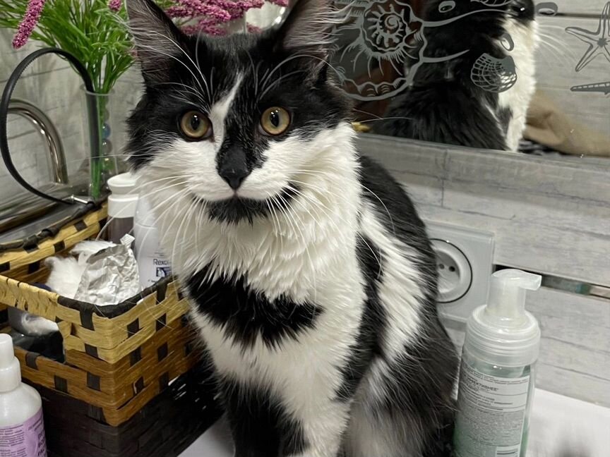 Потерялся котик